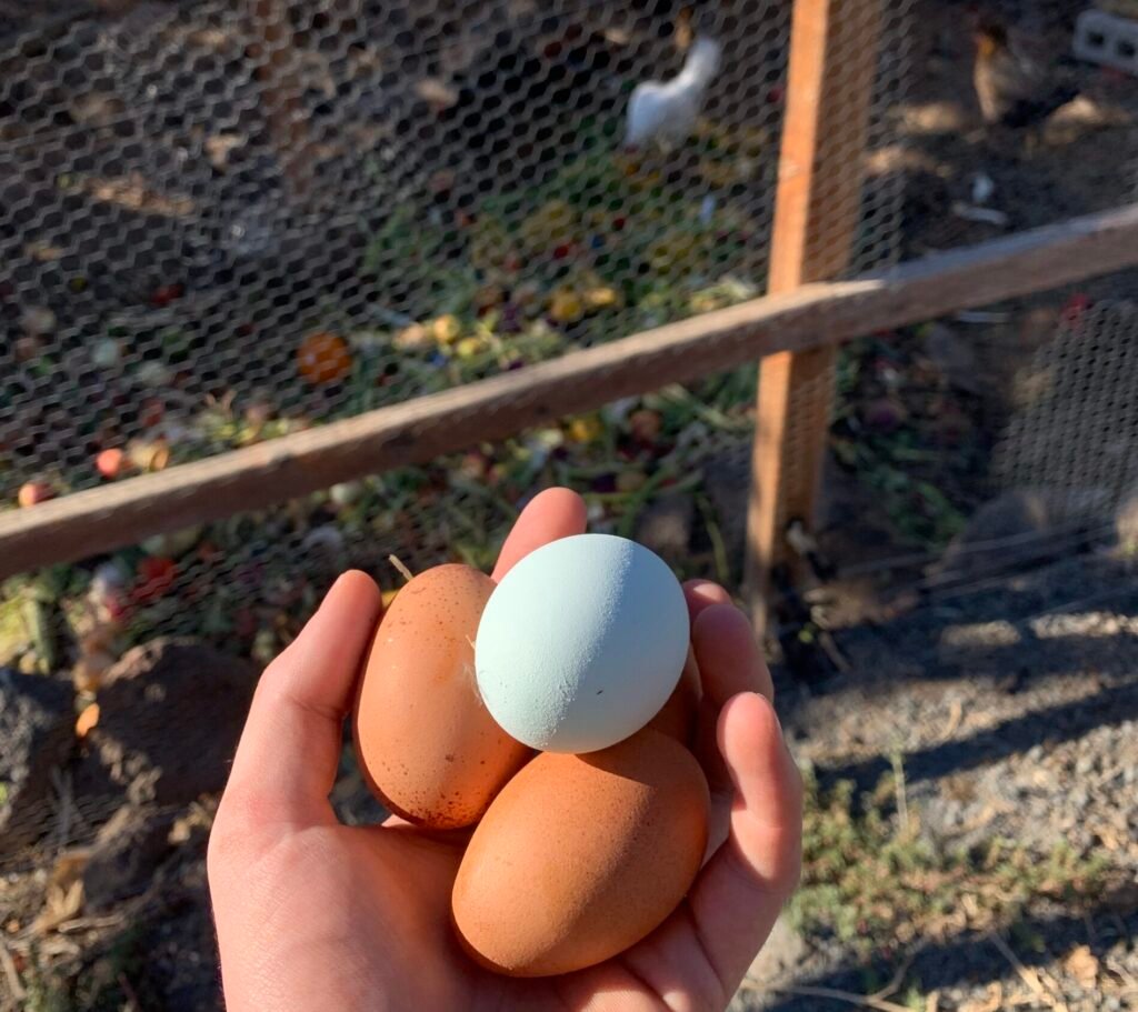 Farms – Oregon Organic Oasis
